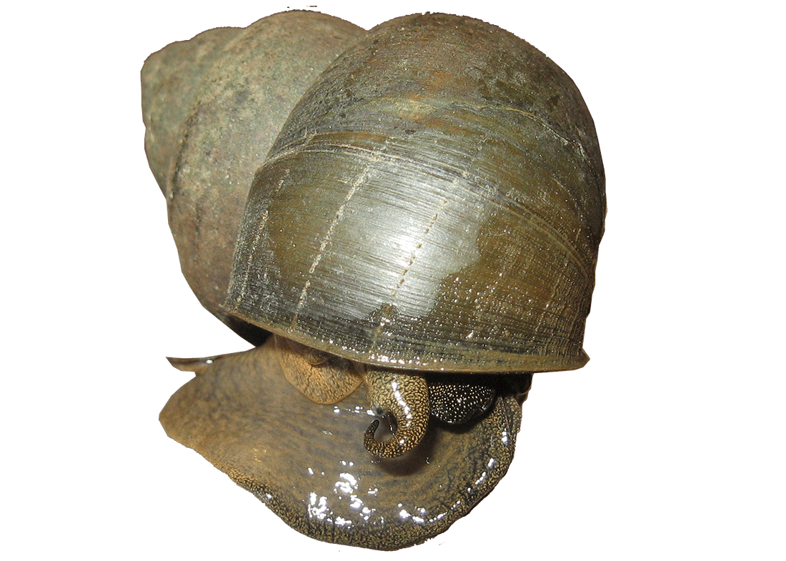 Preventing Aquatic Invasive Species in Canada